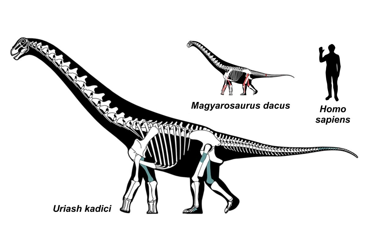 New sauropod species from Romania transform our understanding of dinosaur island life in Europe ...